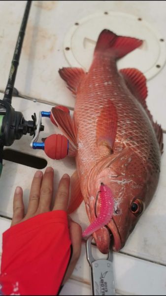 红友鱼钓法_红友鱼用什么饵最好-第1张图片-山城妙识 红友鱼钓法_红友鱼用什么饵最好-第1张图片-山城妙识