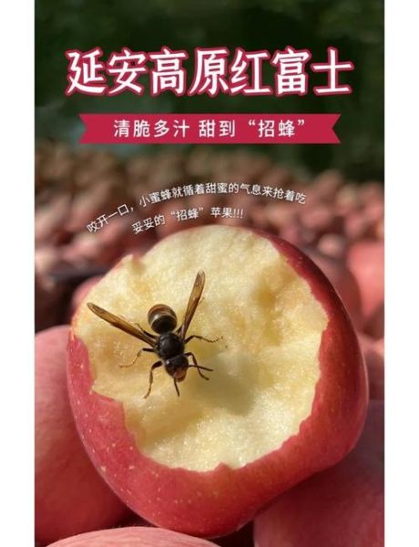 红富士苹果的功效与作用_每天吃几个最好-第1张图片-山城妙识 红富士苹果的功效与作用_每天吃几个最好-第1张图片-山城妙识