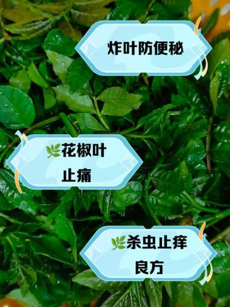 花椒叶能吃吗_花椒叶的功效与作用-第2张图片-山城妙识 花椒叶能吃吗_花椒叶的功效与作用-第2张图片-山城妙识