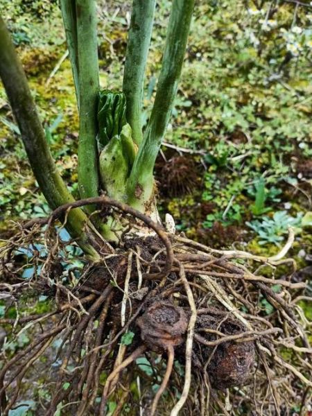 八角莲图片_八角莲长什么样-第1张图片-山城妙识 八角莲图片_八角莲长什么样-第1张图片-山城妙识