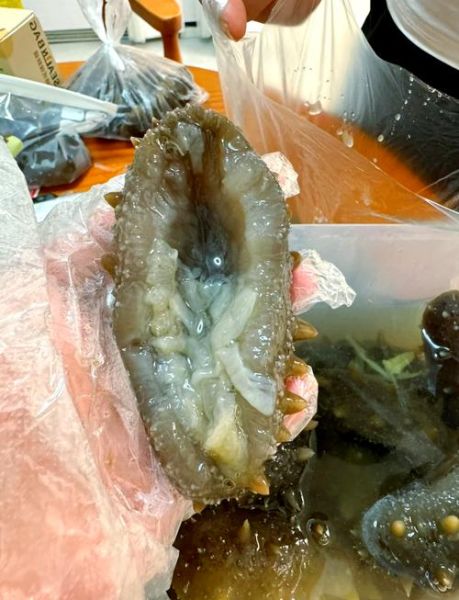 海参变质图片_怎么判断海参坏了-第1张图片-山城妙识 海参变质图片_怎么判断海参坏了-第1张图片-山城妙识