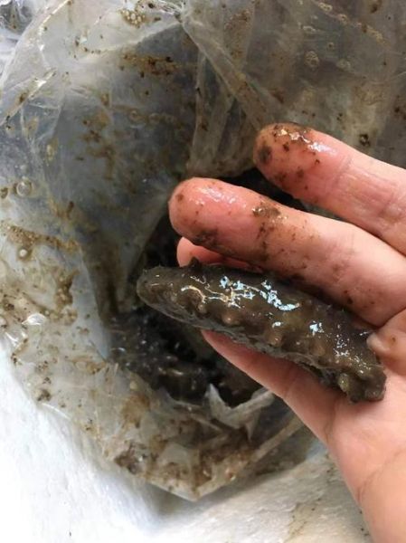 海参变质图片_怎么判断海参坏了-第3张图片-山城妙识 海参变质图片_怎么判断海参坏了-第3张图片-山城妙识