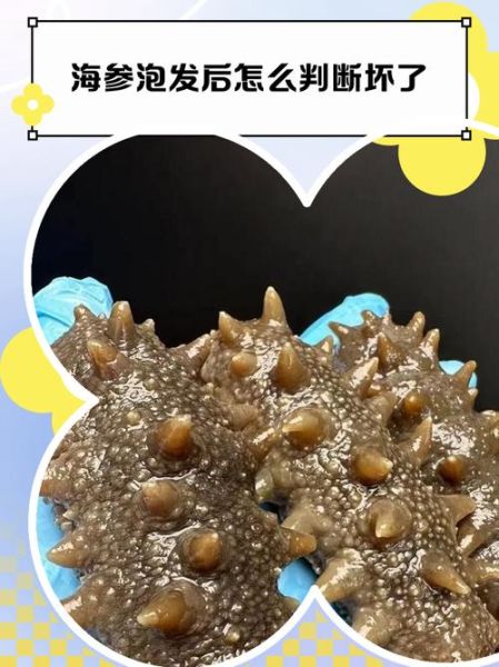 海参变质图片_怎么判断海参坏了-第2张图片-山城妙识 海参变质图片_怎么判断海参坏了-第2张图片-山城妙识