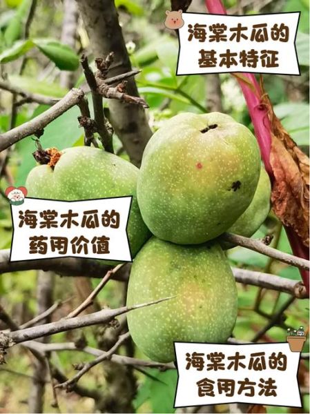 木瓜海棠怎么养_木瓜海棠和贴梗海棠区别-第3张图片-山城妙识 木瓜海棠怎么养_木瓜海棠和贴梗海棠区别-第3张图片-山城妙识