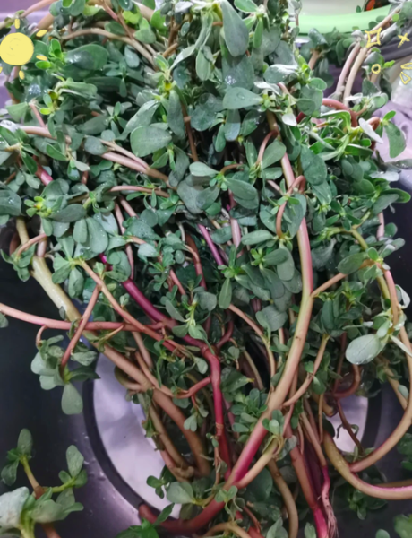 干的马齿苋怎么吃最好_干的马齿苋怎么泡发-第1张图片-山城妙识 干的马齿苋怎么吃最好_干的马齿苋怎么泡发-第1张图片-山城妙识