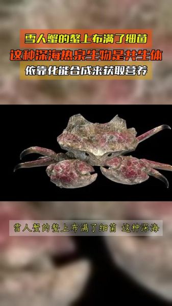 雪人蟹是什么_雪人蟹生活在哪-第1张图片-山城妙识 雪人蟹是什么_雪人蟹生活在哪-第1张图片-山城妙识