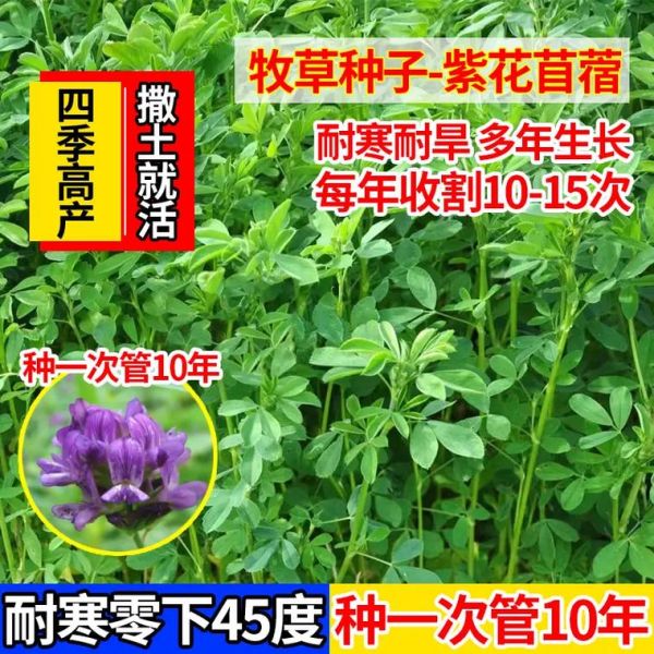 紫花苜蓿草籽多少钱一斤_紫花苜蓿草籽怎么种-第3张图片-山城妙识 紫花苜蓿草籽多少钱一斤_紫花苜蓿草籽怎么种-第3张图片-山城妙识