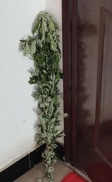 艾草叶图片怎么辨别真假_艾草叶图片高清细节有哪些-第2张图片-山城妙识 艾草叶图片怎么辨别真假_艾草叶图片高清细节有哪些-第2张图片-山城妙识