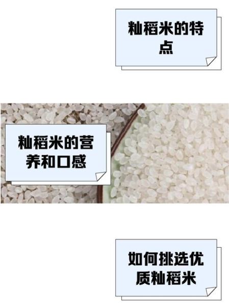 籼米是什么米_籼米读音怎么读-第1张图片-山城妙识