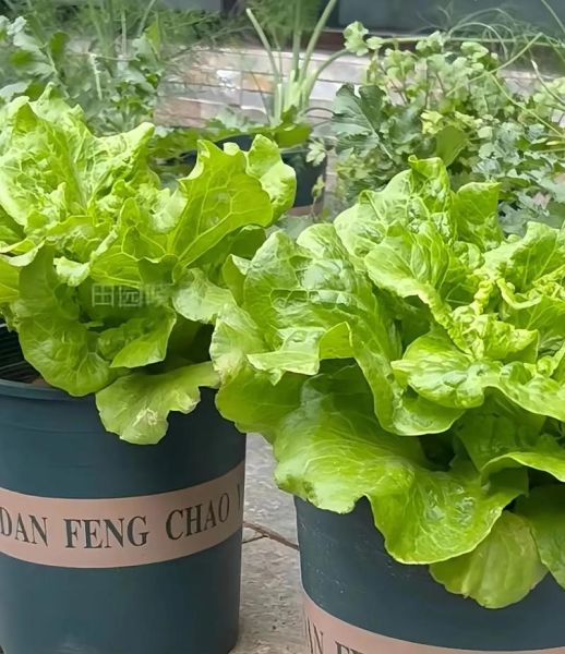 生菜可以生吃吗_生吃生菜安全吗-第2张图片-山城妙识 生菜可以生吃吗_生吃生菜安全吗-第2张图片-山城妙识