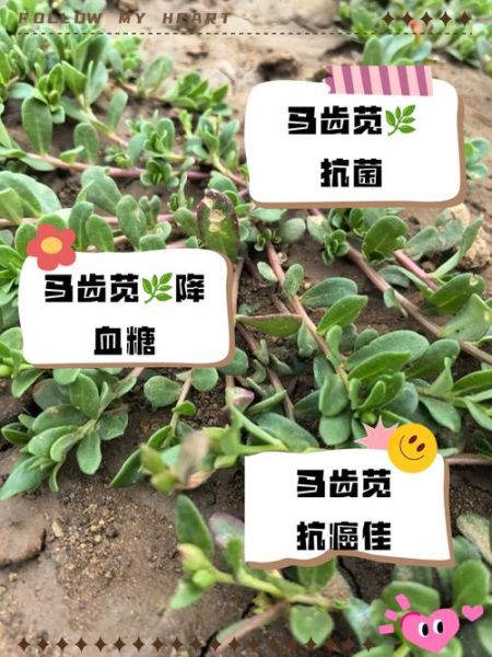女人吃马齿苋的好处_马齿苋对女性的功效-第3张图片-山城妙识 女人吃马齿苋的好处_马齿苋对女性的功效-第3张图片-山城妙识