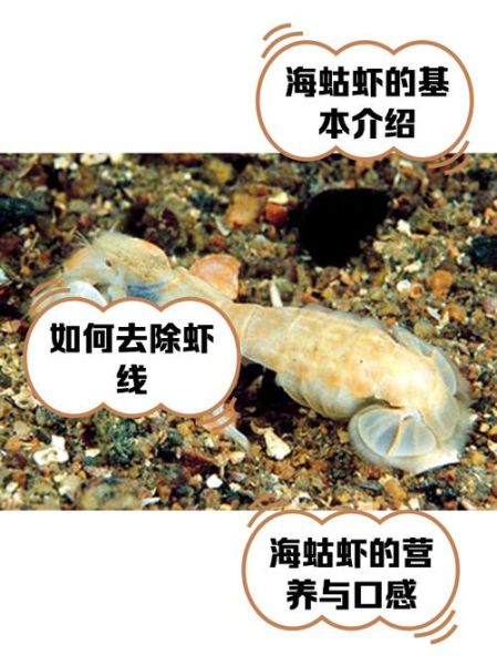 虾蛄是什么_虾蛄和皮皮虾的区别-第3张图片-山城妙识 虾蛄是什么_虾蛄和皮皮虾的区别-第3张图片-山城妙识