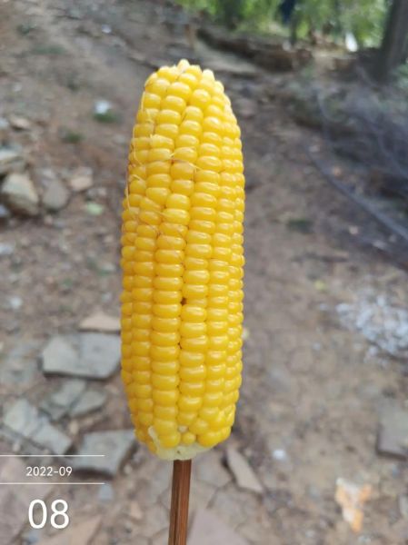 玉米炒葡萄暗号是什么_玉米炒葡萄暗号怎么用-第1张图片-山城妙识