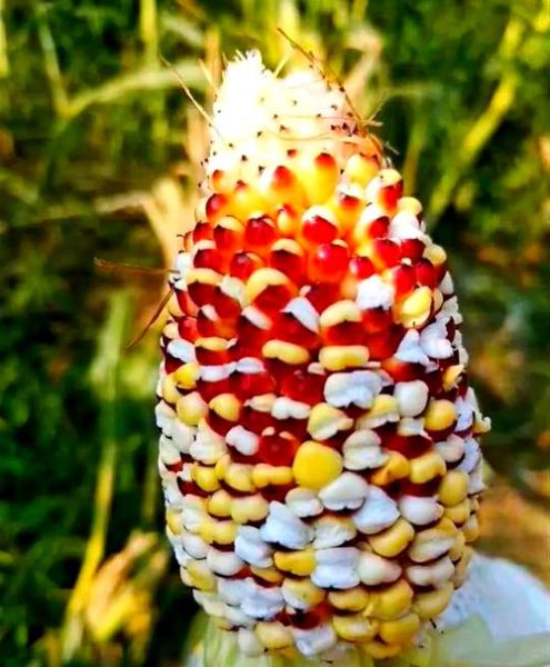 玉米炒葡萄暗号是什么_玉米炒葡萄暗号怎么用-第3张图片-山城妙识