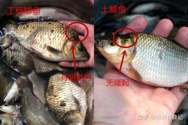 野生鲫鱼图片怎么分辨_野生鲫鱼和养殖的区别-第2张图片-山城妙识 野生鲫鱼图片怎么分辨_野生鲫鱼和养殖的区别-第2张图片-山城妙识
