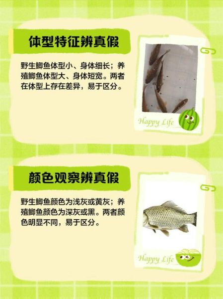 野生鲫鱼图片怎么分辨_野生鲫鱼和养殖的区别-第1张图片-山城妙识 野生鲫鱼图片怎么分辨_野生鲫鱼和养殖的区别-第1张图片-山城妙识
