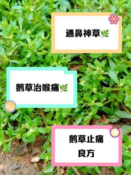 鹅不食草的功效与作用_鹅不食草的禁忌症-第1张图片-山城妙识 鹅不食草的功效与作用_鹅不食草的禁忌症-第1张图片-山城妙识