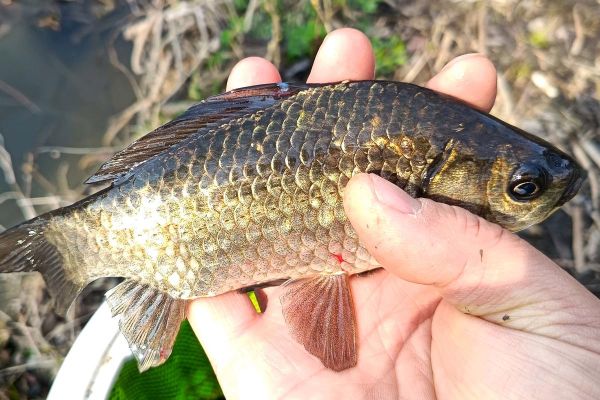 野生鲫鱼图片怎么分辨_野生鲫鱼和养殖的区别-第3张图片-山城妙识 野生鲫鱼图片怎么分辨_野生鲫鱼和养殖的区别-第3张图片-山城妙识