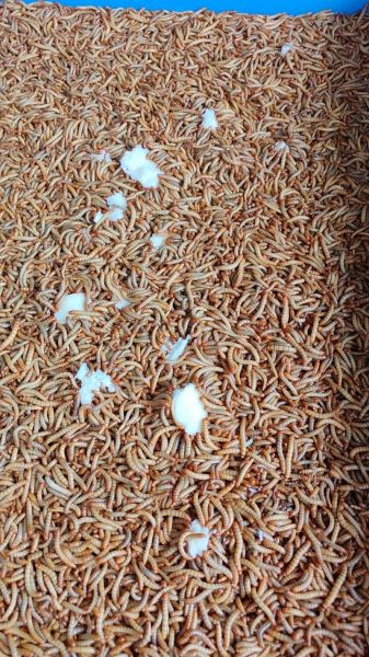 面包虫图片_如何区分面包虫与大麦虫-第2张图片-山城妙识 面包虫图片_如何区分面包虫与大麦虫-第2张图片-山城妙识