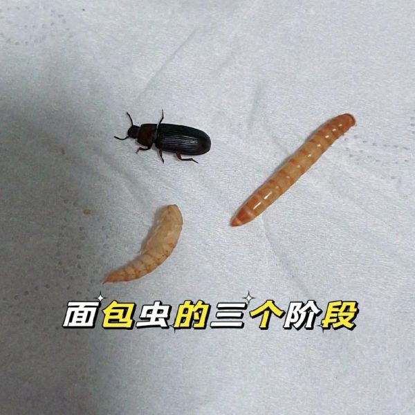 面包虫图片_如何区分面包虫与大麦虫-第1张图片-山城妙识 面包虫图片_如何区分面包虫与大麦虫-第1张图片-山城妙识