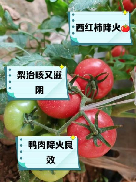 清热解毒的水果有哪些_哪些蔬菜降火效果最好-第1张图片-山城妙识 清热解毒的水果有哪些_哪些蔬菜降火效果最好-第1张图片-山城妙识