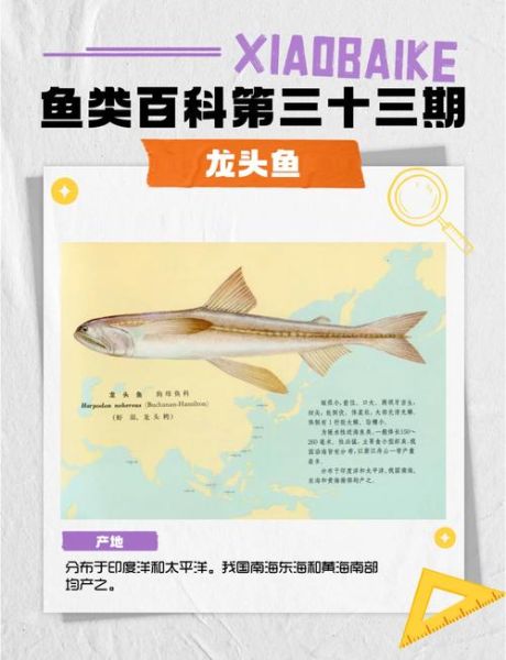 龙头鱼为什么那么便宜_龙头鱼多少钱一斤-第3张图片-山城妙识 龙头鱼为什么那么便宜_龙头鱼多少钱一斤-第3张图片-山城妙识