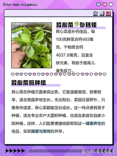 救心菜怎么吃最好_救心菜的做法大全-第1张图片-山城妙识 救心菜怎么吃最好_救心菜的做法大全-第1张图片-山城妙识