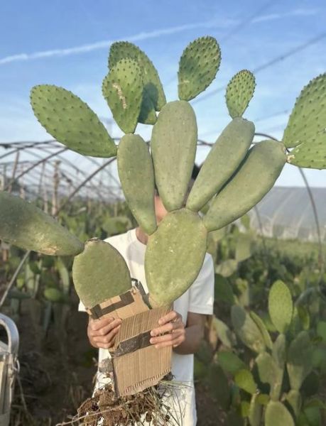 食用仙人掌图片_仙人掌怎么吃才安全-第1张图片-山城妙识 食用仙人掌图片_仙人掌怎么吃才安全-第1张图片-山城妙识