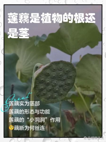藕是莲的根还是茎_植物结构深度解析-第1张图片-山城妙识 藕是莲的根还是茎_植物结构深度解析-第1张图片-山城妙识