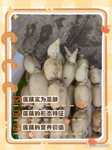 藕是莲的根还是茎_植物结构深度解析-第2张图片-山城妙识 藕是莲的根还是茎_植物结构深度解析-第2张图片-山城妙识