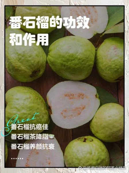 芭乐番石榴的功效与作用_怎么吃最营养-第1张图片-山城妙识 芭乐番石榴的功效与作用_怎么吃最营养-第1张图片-山城妙识