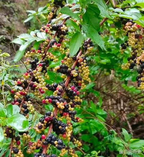 马桑果图片_马桑果有毒吗-第2张图片-山城妙识 马桑果图片_马桑果有毒吗-第2张图片-山城妙识