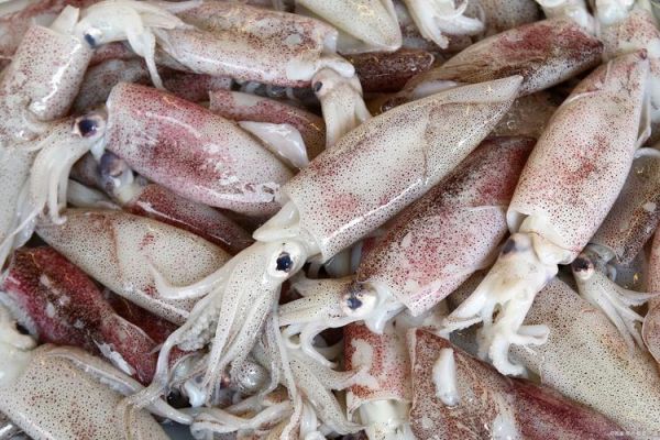 女人为什么不能吃鱿鱼_鱿鱼对女性的危害-第3张图片-山城妙识 女人为什么不能吃鱿鱼_鱿鱼对女性的危害-第3张图片-山城妙识