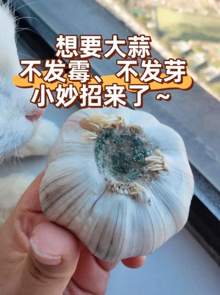 大蒜怎么保存不发芽_大蒜图片怎么拍好看-第3张图片-山城妙识 大蒜怎么保存不发芽_大蒜图片怎么拍好看-第3张图片-山城妙识