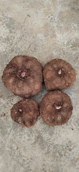 魔芋豆腐热量高吗_魔芋豆腐减肥可以吃吗-第2张图片-山城妙识 魔芋豆腐热量高吗_魔芋豆腐减肥可以吃吗-第2张图片-山城妙识