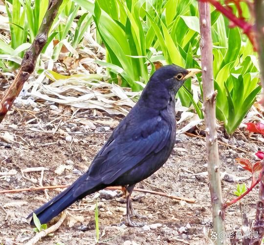 乌鸫鸟值钱不_乌鸫鸟价格行情-第1张图片-山城妙识 乌鸫鸟值钱不_乌鸫鸟价格行情-第1张图片-山城妙识