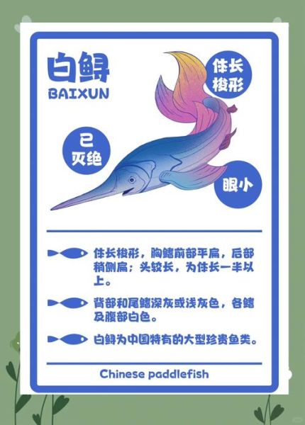 长江鱼类大全有哪些_如何区分珍稀与常见-第1张图片-山城妙识 长江鱼类大全有哪些_如何区分珍稀与常见-第1张图片-山城妙识