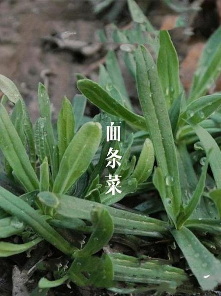 面条菜长什么样子_面条菜生长环境-第1张图片-山城妙识