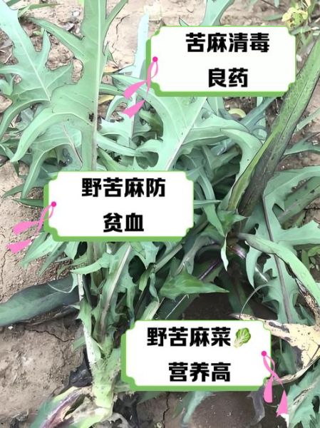 苦麻子菜的功效与作用_苦麻子菜怎么吃-第1张图片-山城妙识 苦麻子菜的功效与作用_苦麻子菜怎么吃-第1张图片-山城妙识