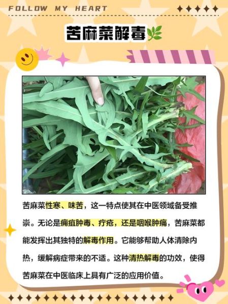 苦麻子菜的功效与作用_苦麻子菜怎么吃-第2张图片-山城妙识 苦麻子菜的功效与作用_苦麻子菜怎么吃-第2张图片-山城妙识