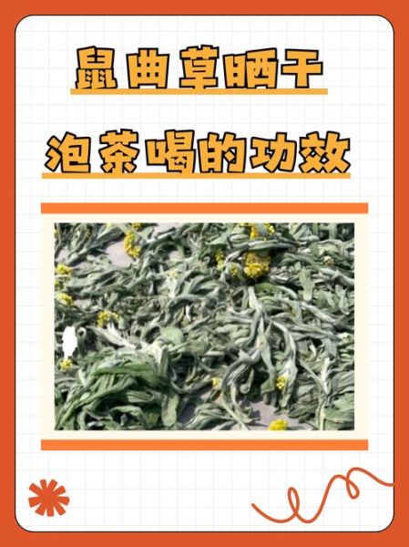 鼠曲草的功效与作用_鼠曲草什么人不能吃-第1张图片-山城妙识