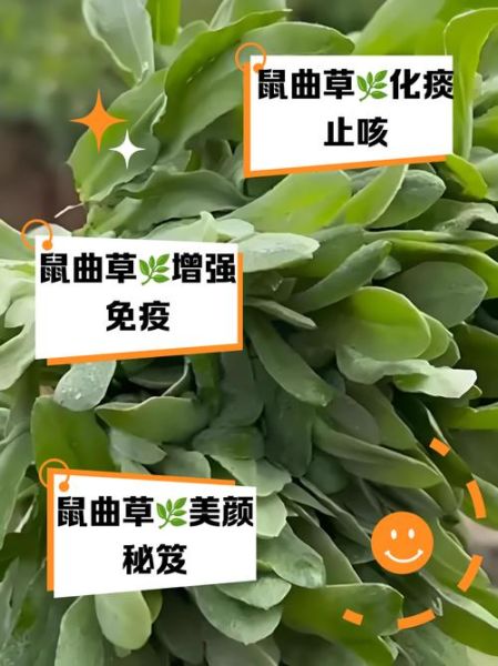 鼠曲草的功效与作用_鼠曲草什么人不能吃-第3张图片-山城妙识