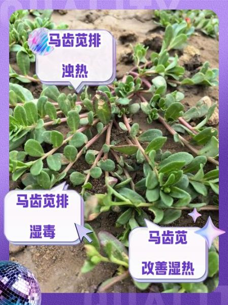 马齿苋怎么吃_灰灰菜有毒吗-第3张图片-山城妙识 马齿苋怎么吃_灰灰菜有毒吗-第3张图片-山城妙识