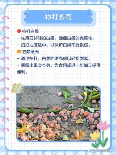 白果有毒吗_白果中毒症状-第3张图片-山城妙识