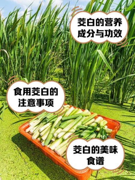 茭白致癌是真的吗_如何安全吃茭白-第2张图片-山城妙识 茭白致癌是真的吗_如何安全吃茭白-第2张图片-山城妙识