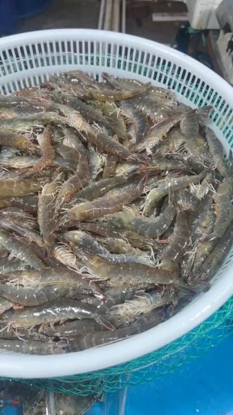 海虾品种大全_哪种海虾最好吃-第2张图片-山城妙识 海虾品种大全_哪种海虾最好吃-第2张图片-山城妙识