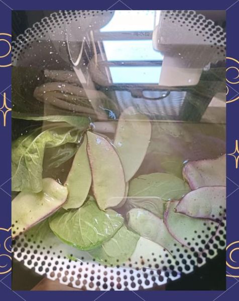 食材净化器真的能净化吗_家用食材净化器有用吗-第1张图片-山城妙识 食材净化器真的能净化吗_家用食材净化器有用吗-第1张图片-山城妙识