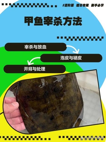 甲鱼怎么杀_甲鱼宰杀步骤图解-第1张图片-山城妙识 甲鱼怎么杀_甲鱼宰杀步骤图解-第1张图片-山城妙识