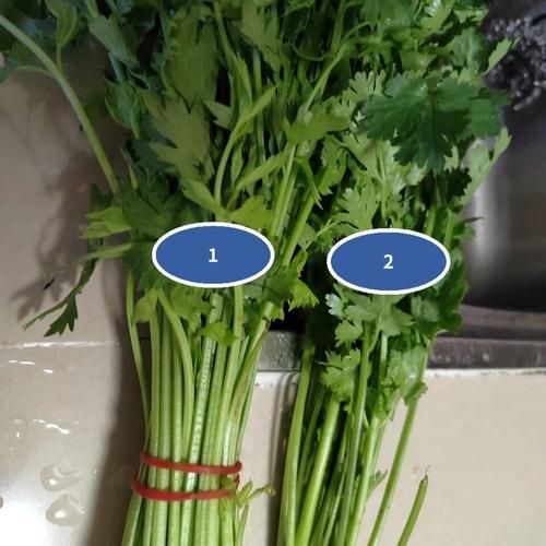 香芹和芹菜的区别图片_如何一眼分辨-第3张图片-山城妙识 香芹和芹菜的区别图片_如何一眼分辨-第3张图片-山城妙识