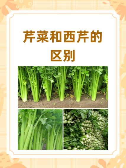 香芹和芹菜的区别图片_如何一眼分辨-第2张图片-山城妙识 香芹和芹菜的区别图片_如何一眼分辨-第2张图片-山城妙识